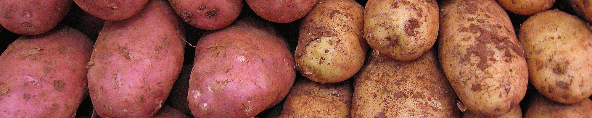 Guide des meilleurs sacs de patates à l’usage des gens gênants - URBANIA