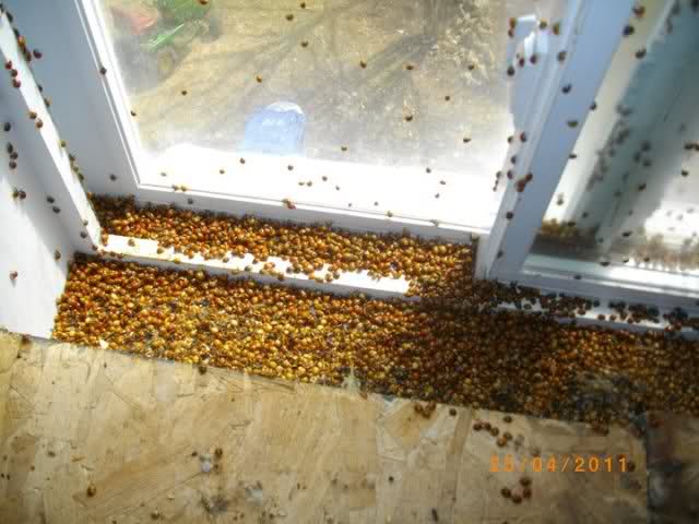 Quoi faire avec les bibittes qui vivent chez vous? - URBANIA