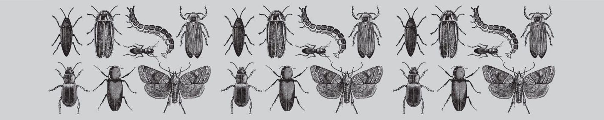 Quoi faire avec les bibittes qui vivent chez vous? - URBANIA